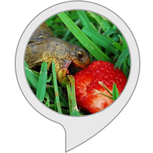 Amazon.co.uk: Turtle Facts! : Alexa Skills