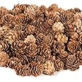 Amazon.com: ZYP 250Pcs Natural Mini Pine Cones Bulk, Thanksgiving ...