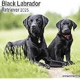 Black Labrador Retriever Calendar 2025 | Square Dog Breed Wall Calendar ...