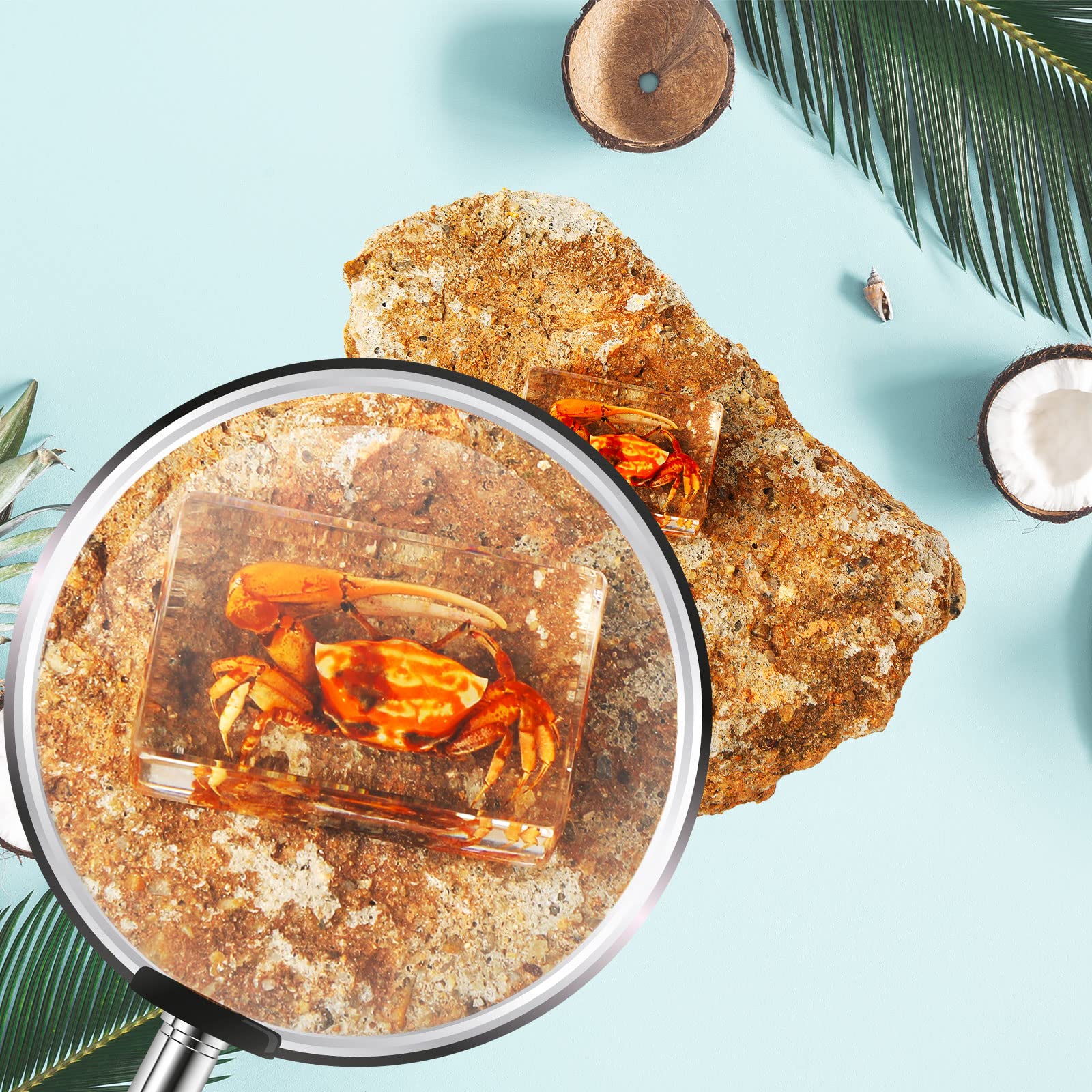 Mua 12 Pcs Insect in Resin Specimen Bugs Collection Paperweights ...