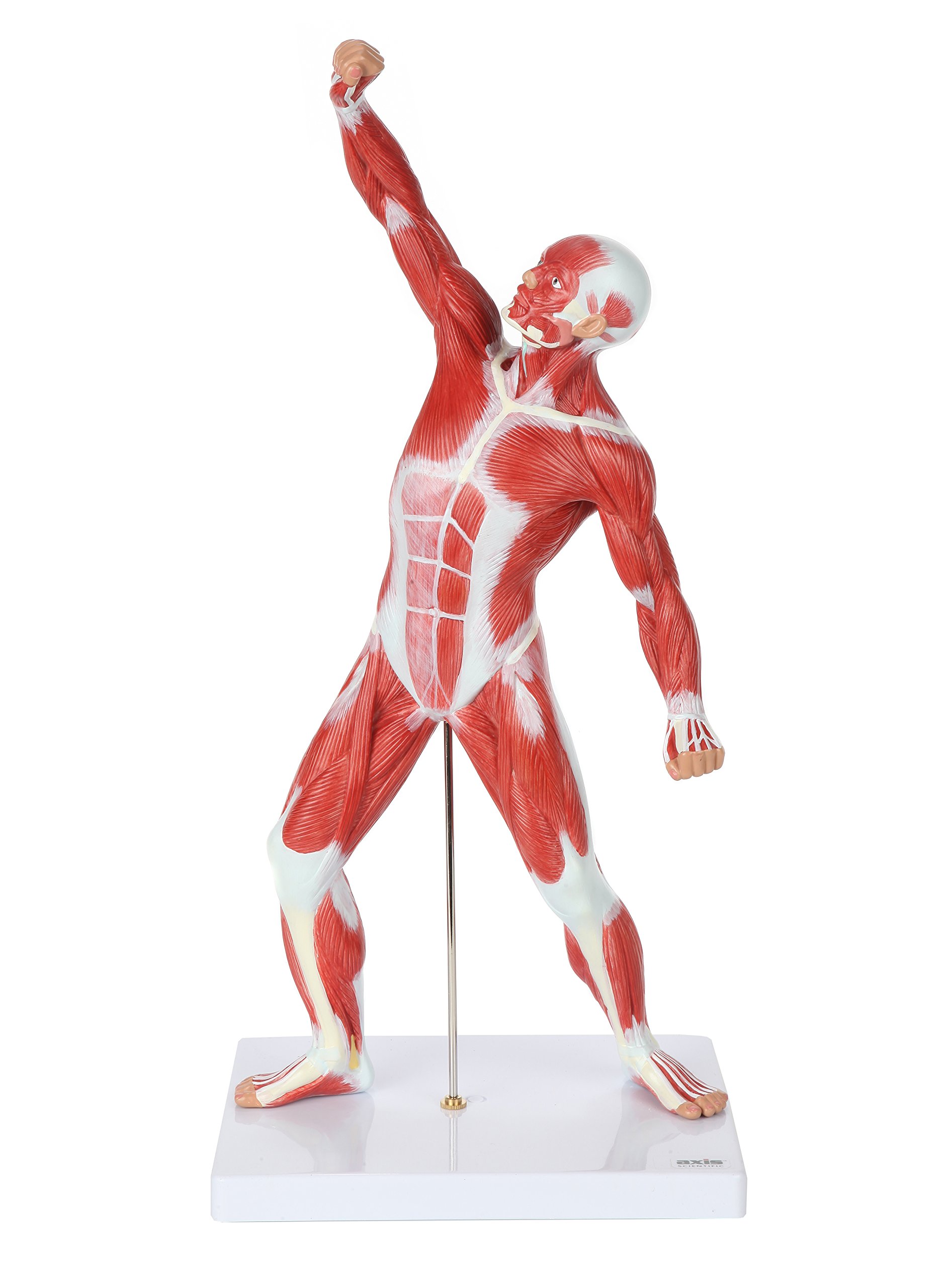 Mua Axis Scientific 20” Mini Muscular System Model, Human Muscular ...