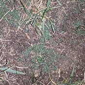 Amazon.com : Southland Sod 1 Marathon I Grass Seed Mix, 5 Pounds : Pet ...