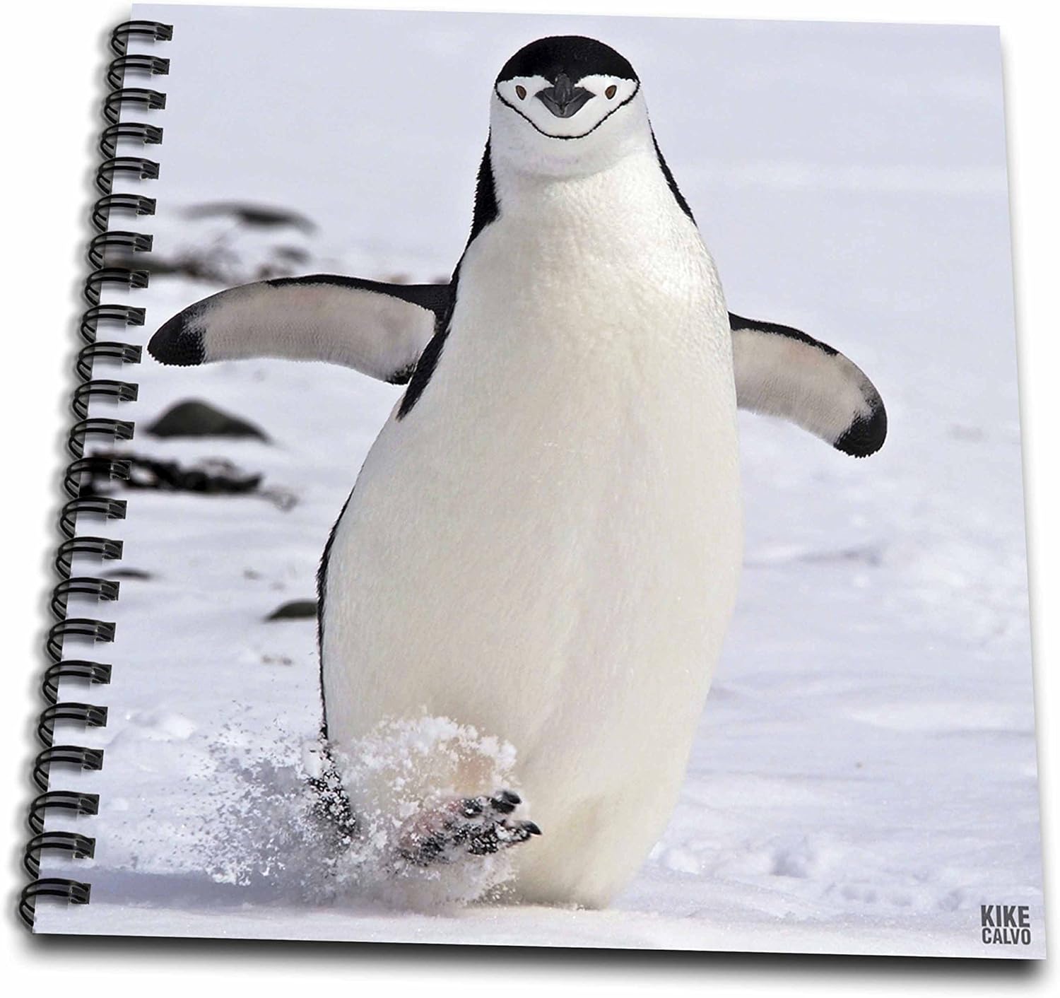 Amazon.com: 3dRose db_10507_1 Chinstrap Penguin Walks in Aitcho Islands ...
