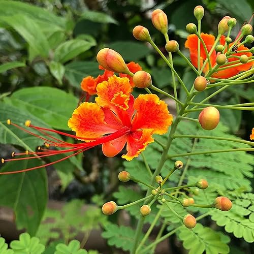 CHUXAY GARDEN Caesalpinia Pulcherrima Flower 10 Seeds,Red Bird of ...