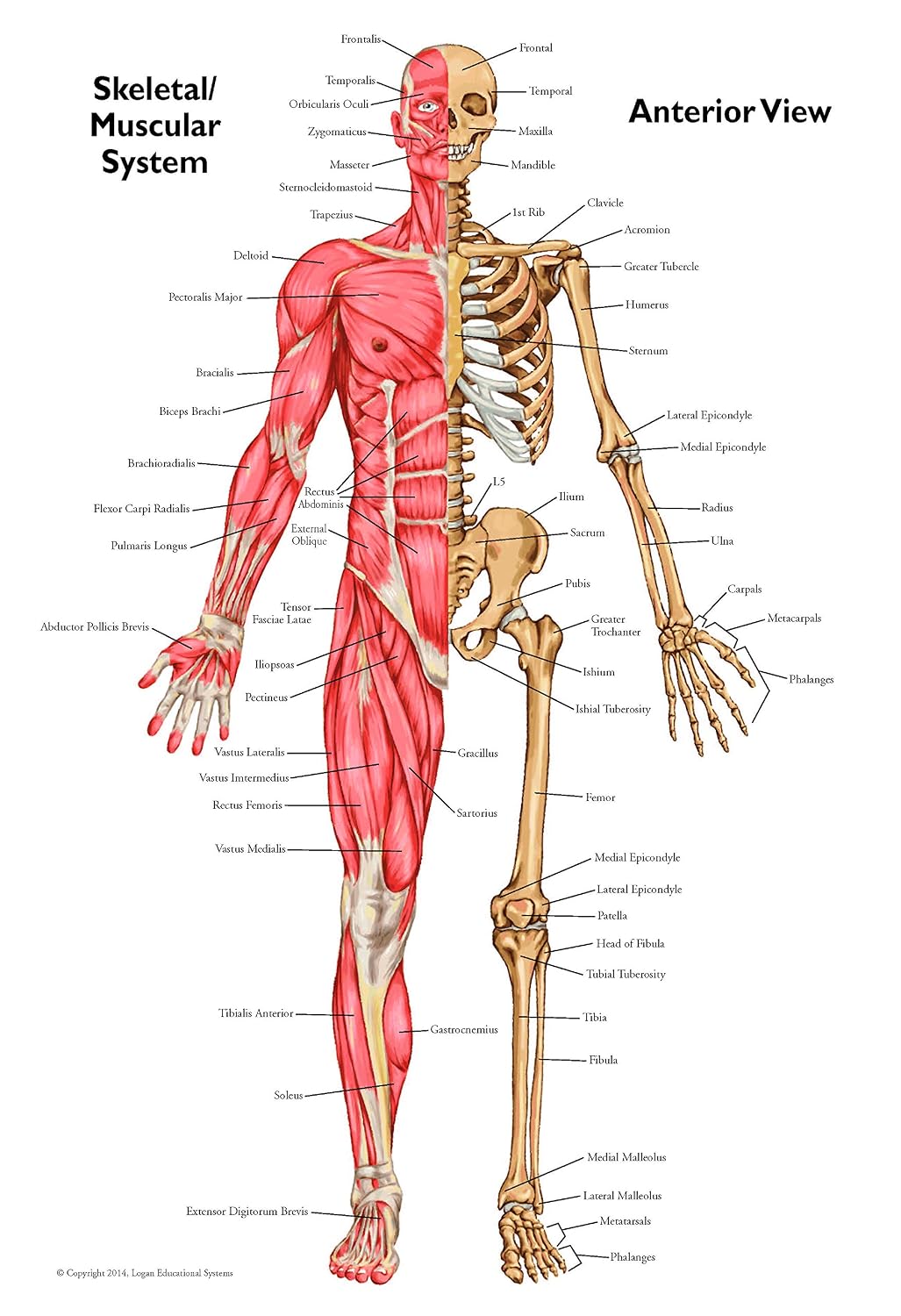 Posterior Anatomy