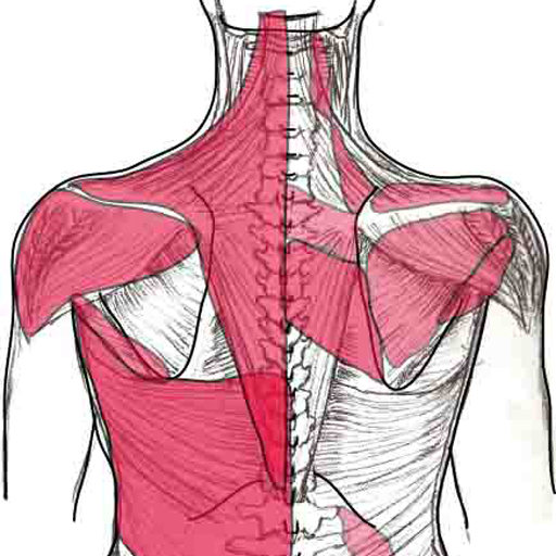 Amazon.com: Muscle Anatomy Quick Reference: Appstore for Android