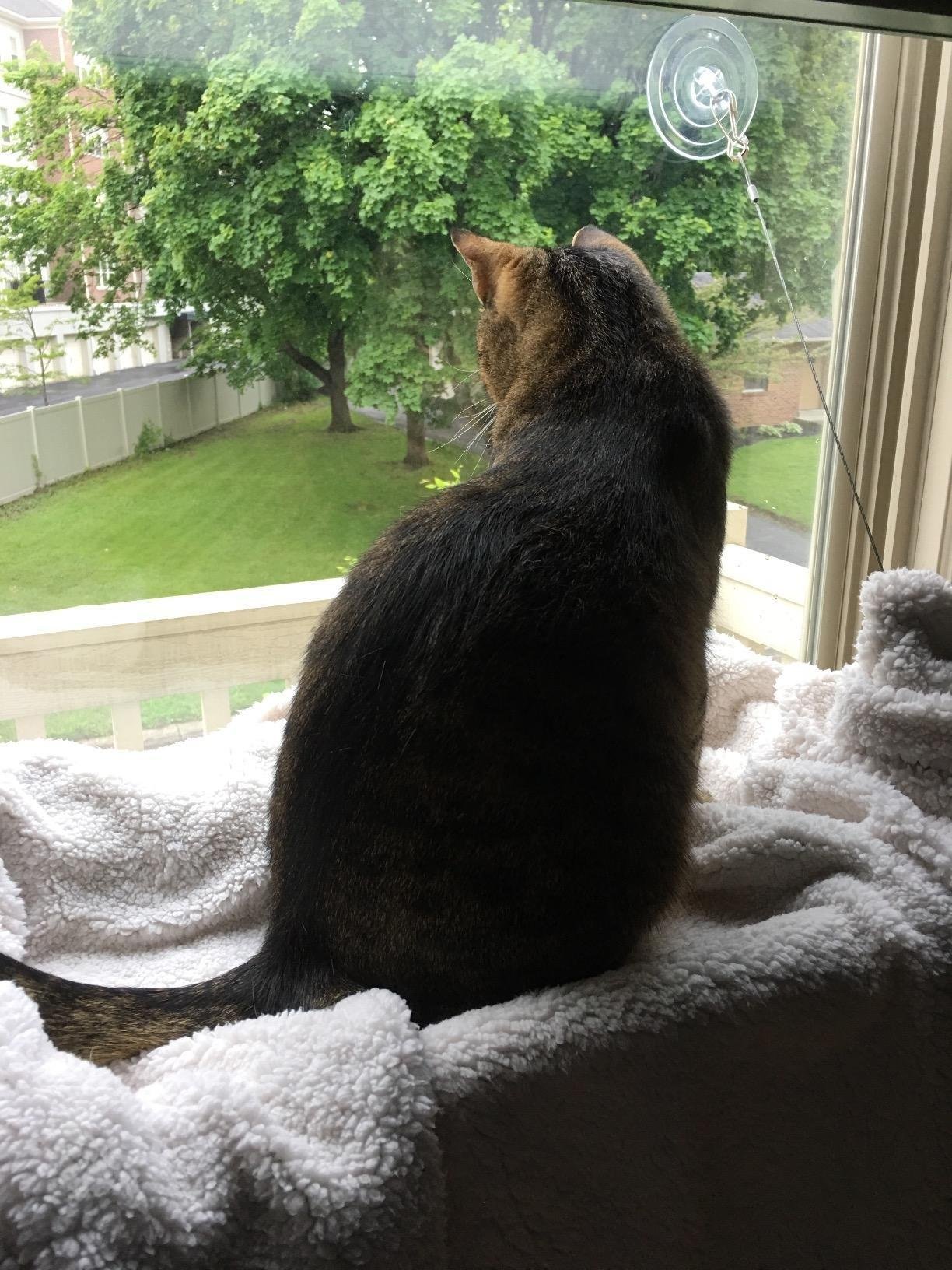 Pictures – Kitty Cot Original™