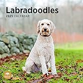 Labradoodles | 2025 12 x 24 Inch Monthly Square Wall Calendar | Plastic ...