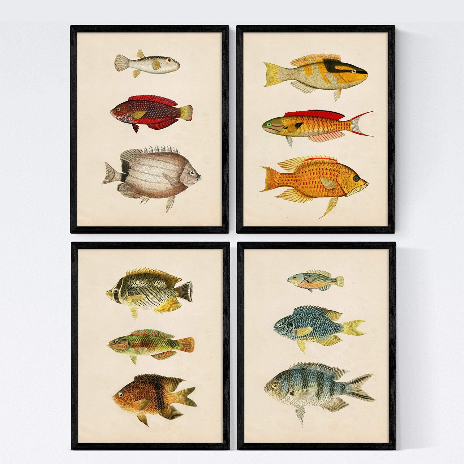 Nacnic Set 4 sheets of fish vintage colorful effect. Mahava ...