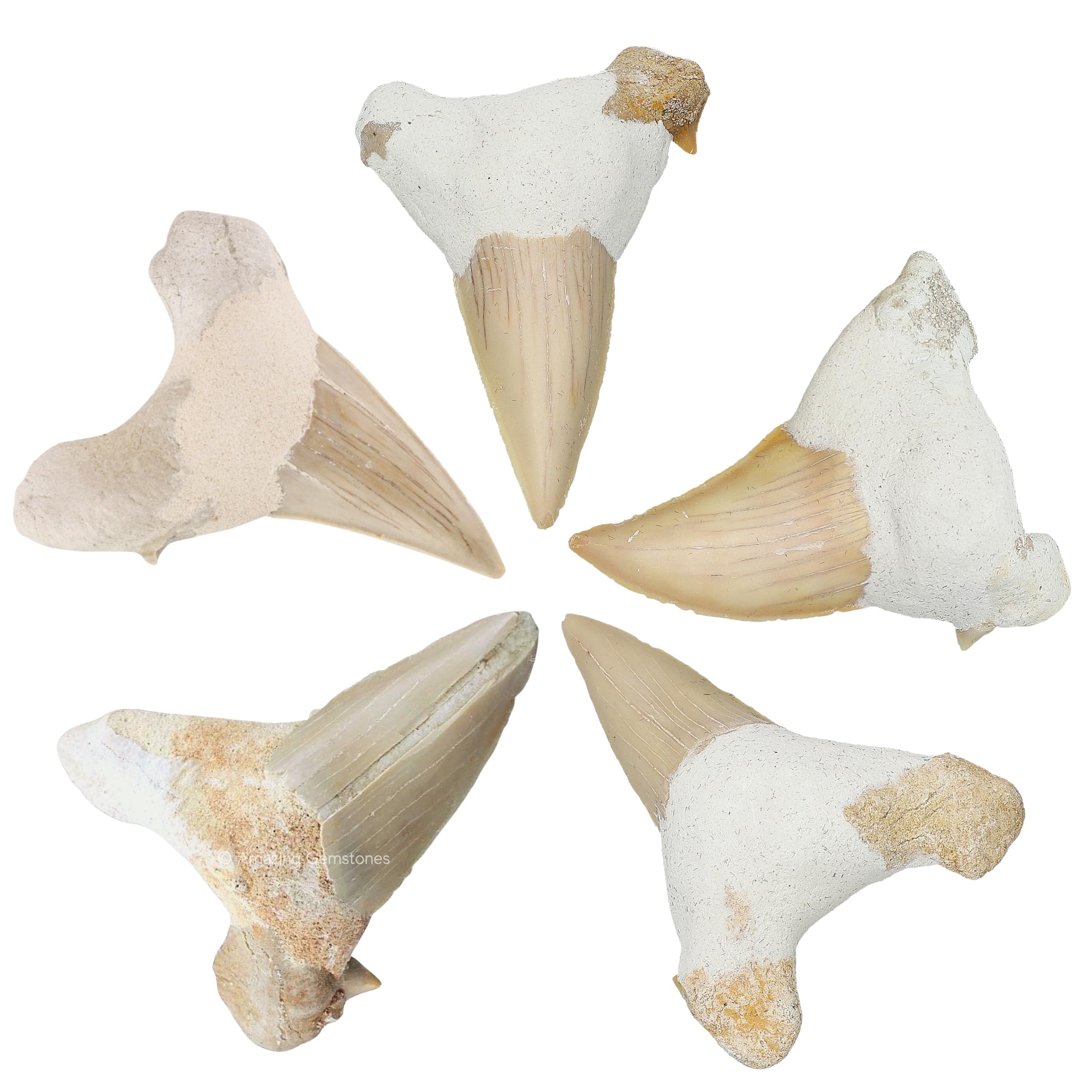 Mua Amazing Gemstone Real Dinosaur Animal Shark Teeth Fossil 5 Pieces ...