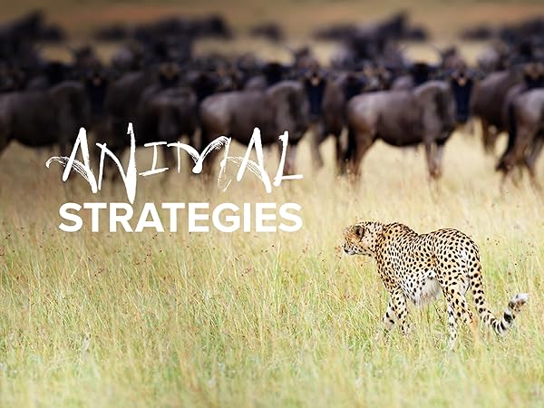 Watch Animal Strategies | Prime Video