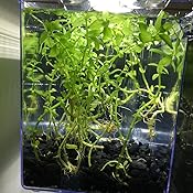 Amazon.com : Finnex External Refugium Breeder Hang-On Box, Water Pump ...