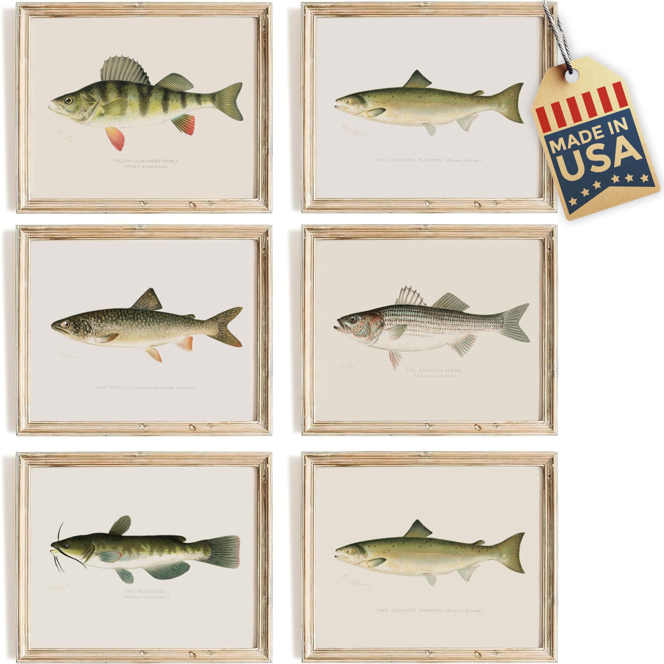 Fish Wall Art Prints (Set of 6) - Unframed - 8x10s | Vintage Fishing ...