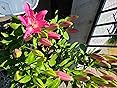 Amazon.com : Beautiful Flowering Black Mapira Lily Blooming Sized Bulb ...