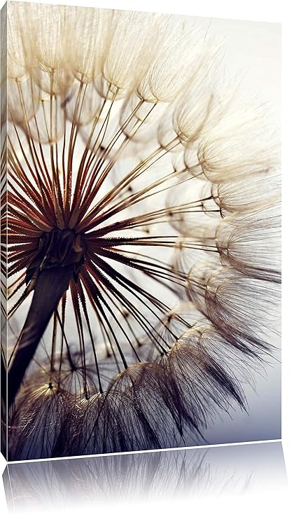 Schöne Pusteblume, Format: 120x80 auf Leinwand, XXL riesige Bilder ...