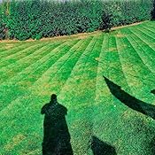 ORTHO KILLEX Lawn Weed Killer Concentrate, 1L: Amazon.ca: Patio, Lawn ...