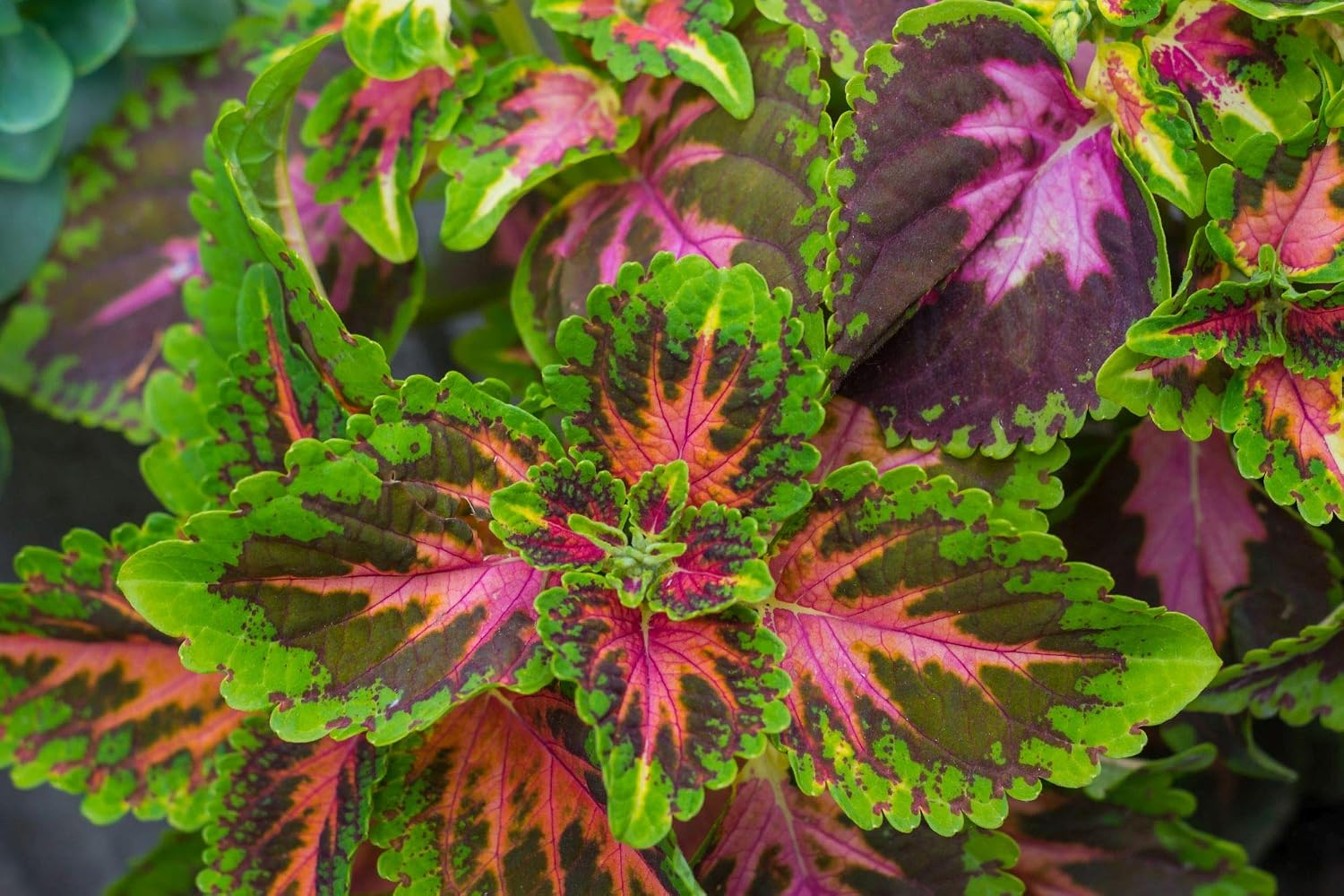 Garden Rare 100Pcs Coleus Plants Seeds Great Falls Angel Easy to Grow ...