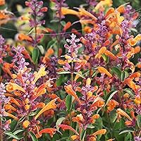 Amazon.com : CHUXAY GARDEN Tango Hummingbird Mint,Agastache Aurantiaca ...