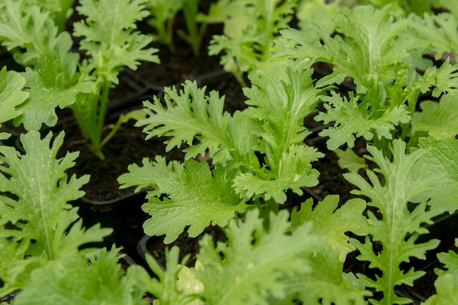 Wasabino: Amazon.de: Garten