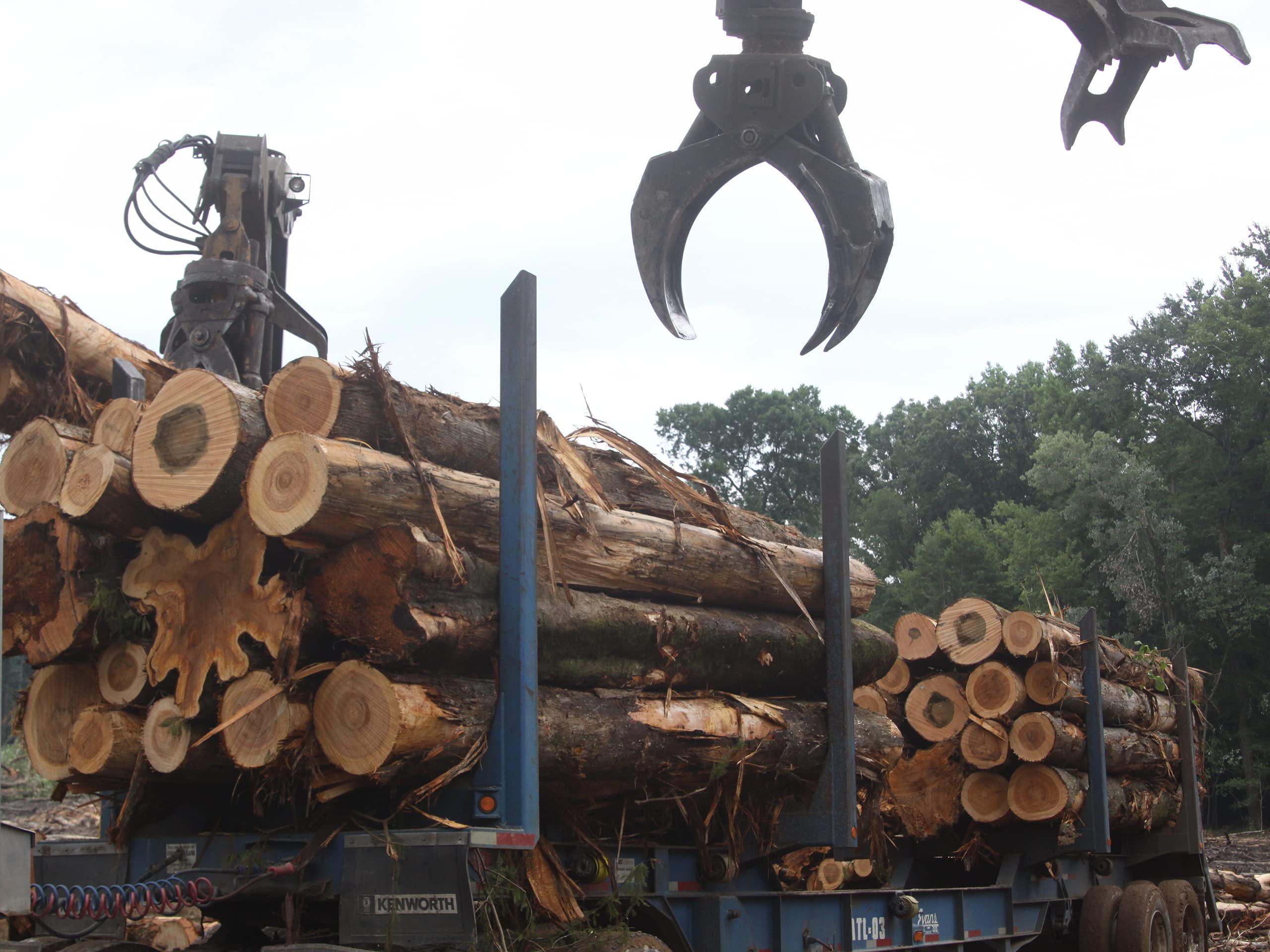 Watch Swamp Loggers - Season 1 | Prime Video