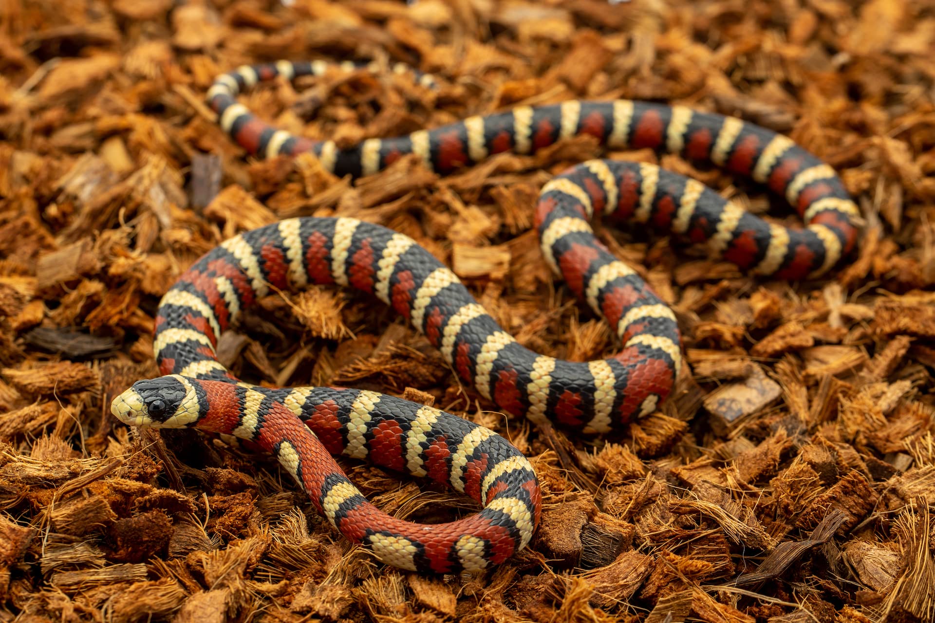 Mua RediChip Reptile Bedding Loose Medium Coconut Chip 36 Quart Coco ...