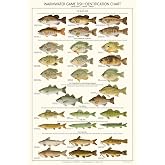 Amazon.com: Great Lakes Gamefish Fish Poster and Identification Chart ...