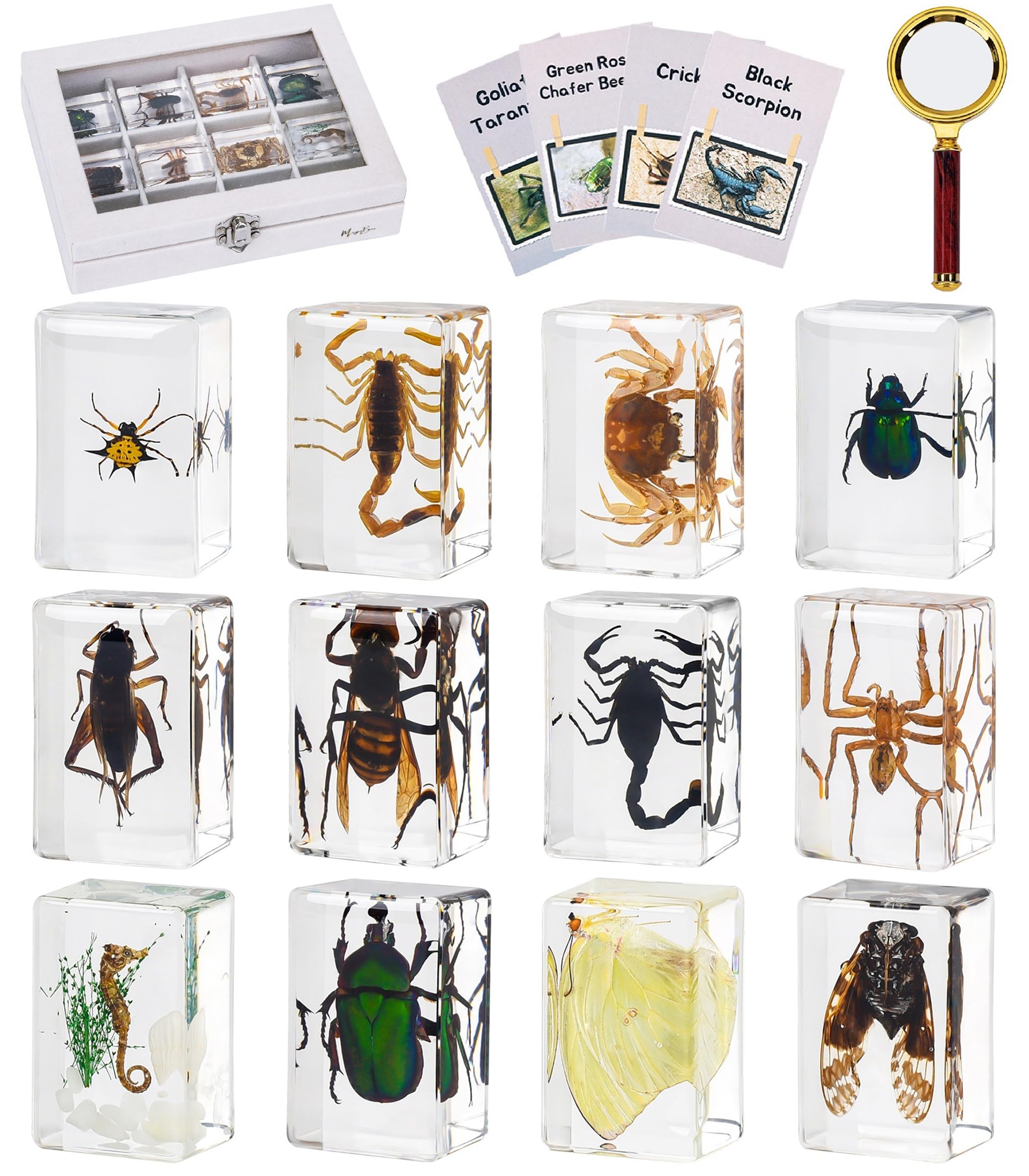 Mua 12 Pcs Insect in Resin Specimen Bugs Discovery Collection ...