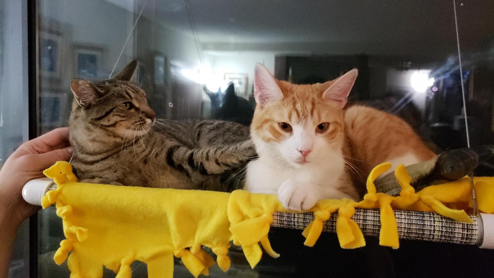 Pictures – Kitty Cot Original™