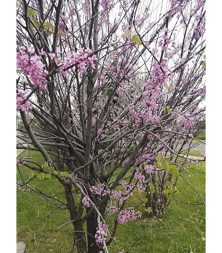 Eastern Redbud Canadian