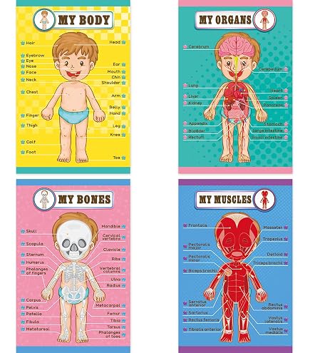 Parts Of The Body In Spanish Chart