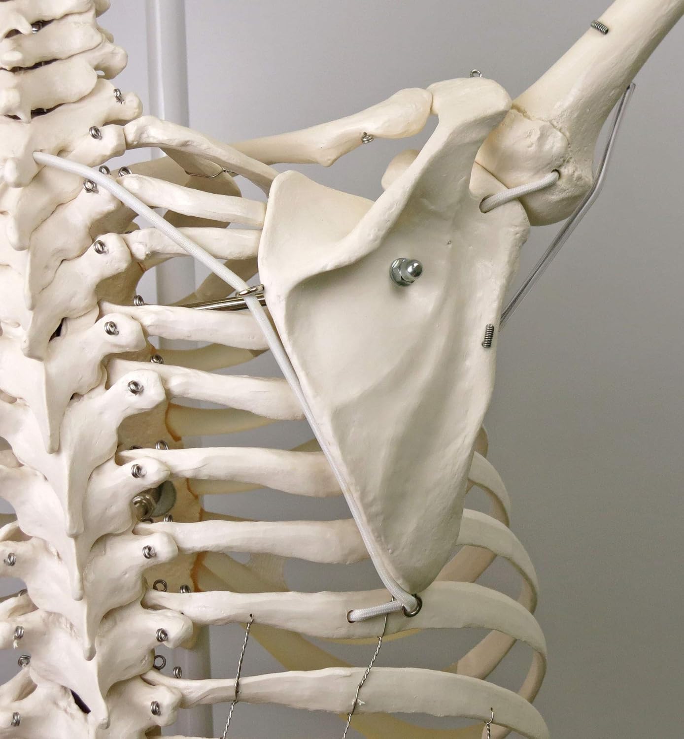 3B Scientific Human Anatomy Skeleton Model Phil – Physiological, On ...