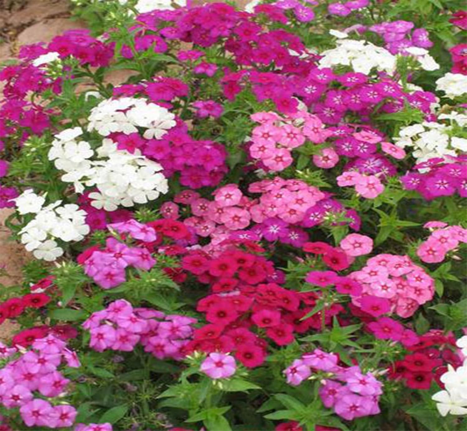 Флокс Друммонда Летний Микс Фото – Telegraph