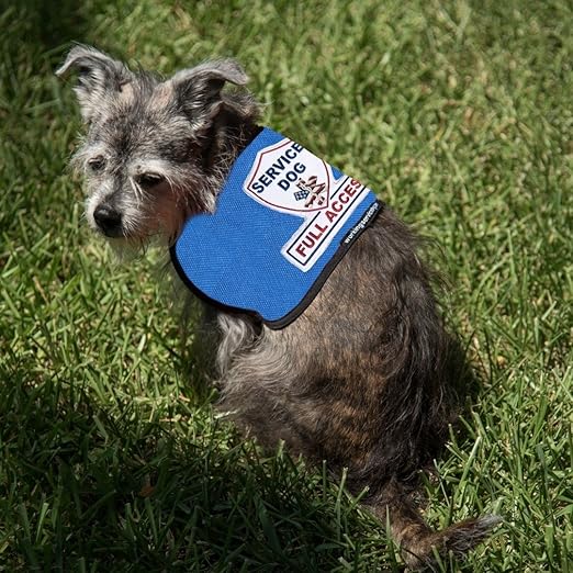 Amazon.com : Premium Service Dog Vest - for Smaller Service Dogs (BLUE ...