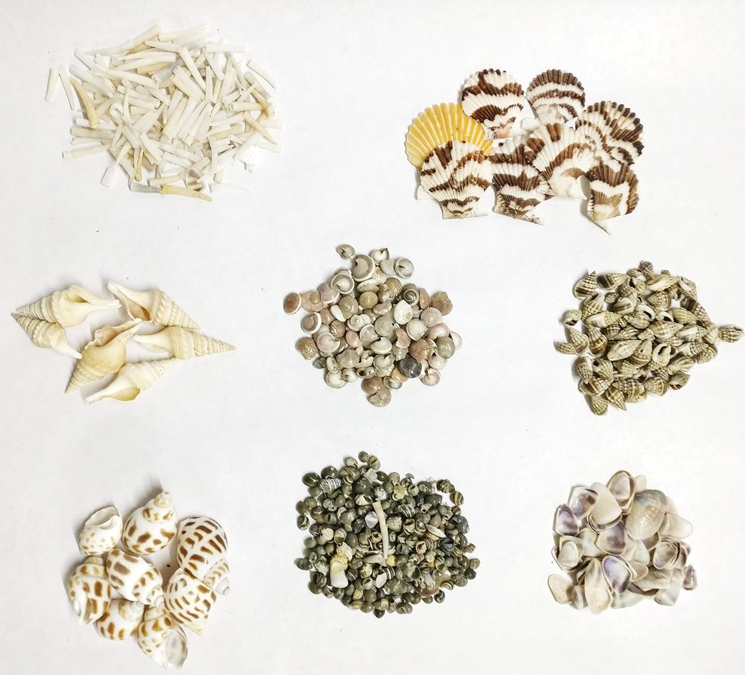 Buy Anjay DIY Home Decor Aquarium Decoration Sea Shells Sippi Shankha ...