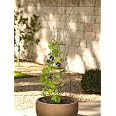 Amazon.com: Decorative Metal Pot Trellis : Patio, Lawn & Garden