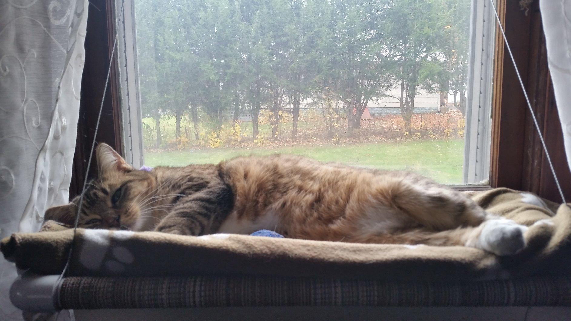 Pictures – Kitty Cot Original™