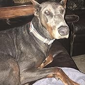 Amazon.com : RenuPlex PLUS Silk Protein Healing Spray for Dogs. For ...