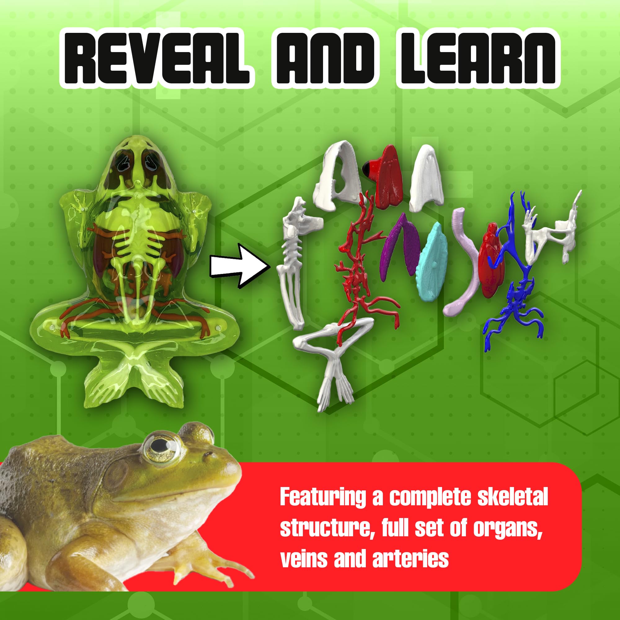 Mua Dissect-It Kit for Kids 6 Plus, Simulated Synthetic Lab Dissection Toy | Frog Super Lab ...