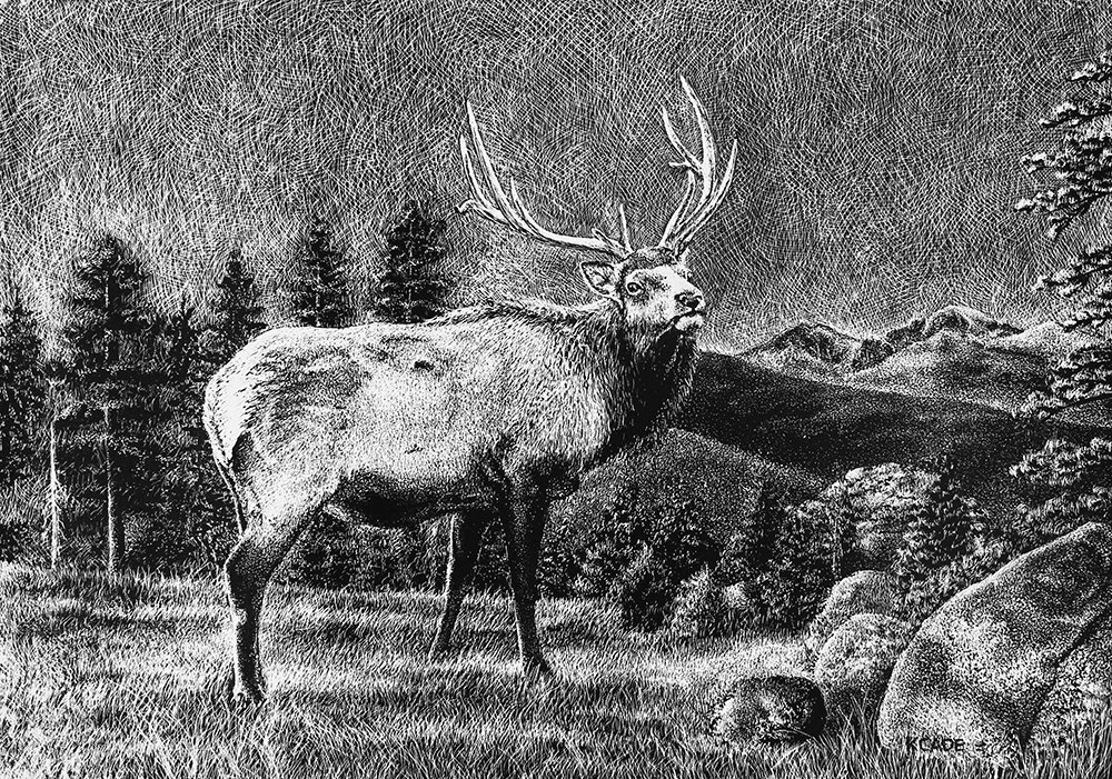 Amazon.com: Lithograph print"Majestic Elk" A pen and ink on ...