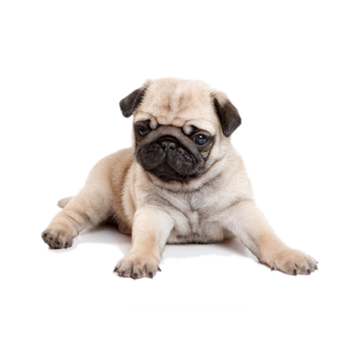 Dog Screen Cleaner:Amazon.it:Appstore for Android