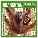 Meine wilden Kinder: Ein Leben für die letzten Orang-Utans: Amazon.de ...