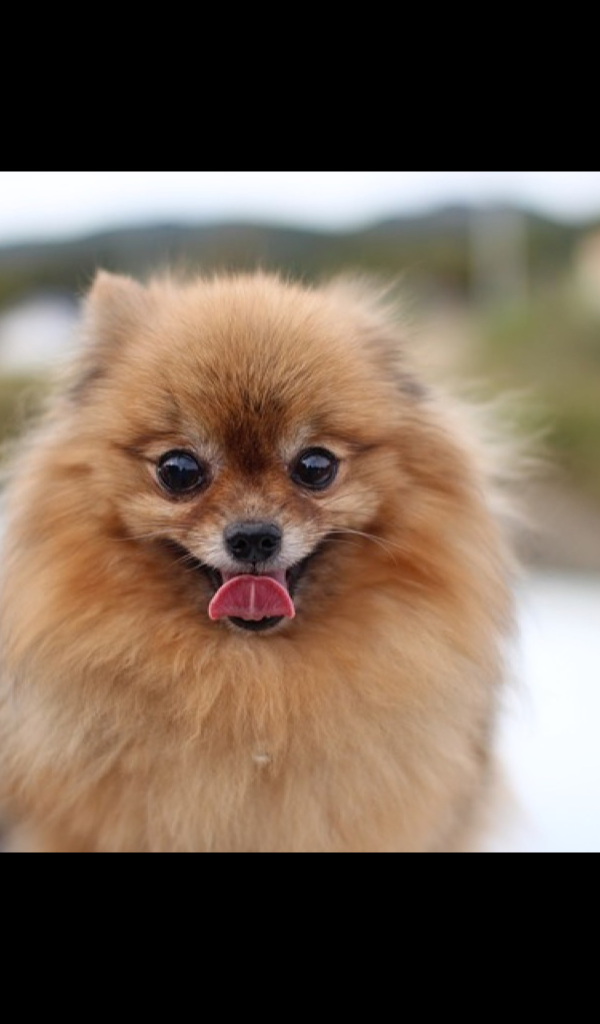 pomeranian dog Wallpaper -- HD Wallpapers of pomeranian dogs!: Amazon ...