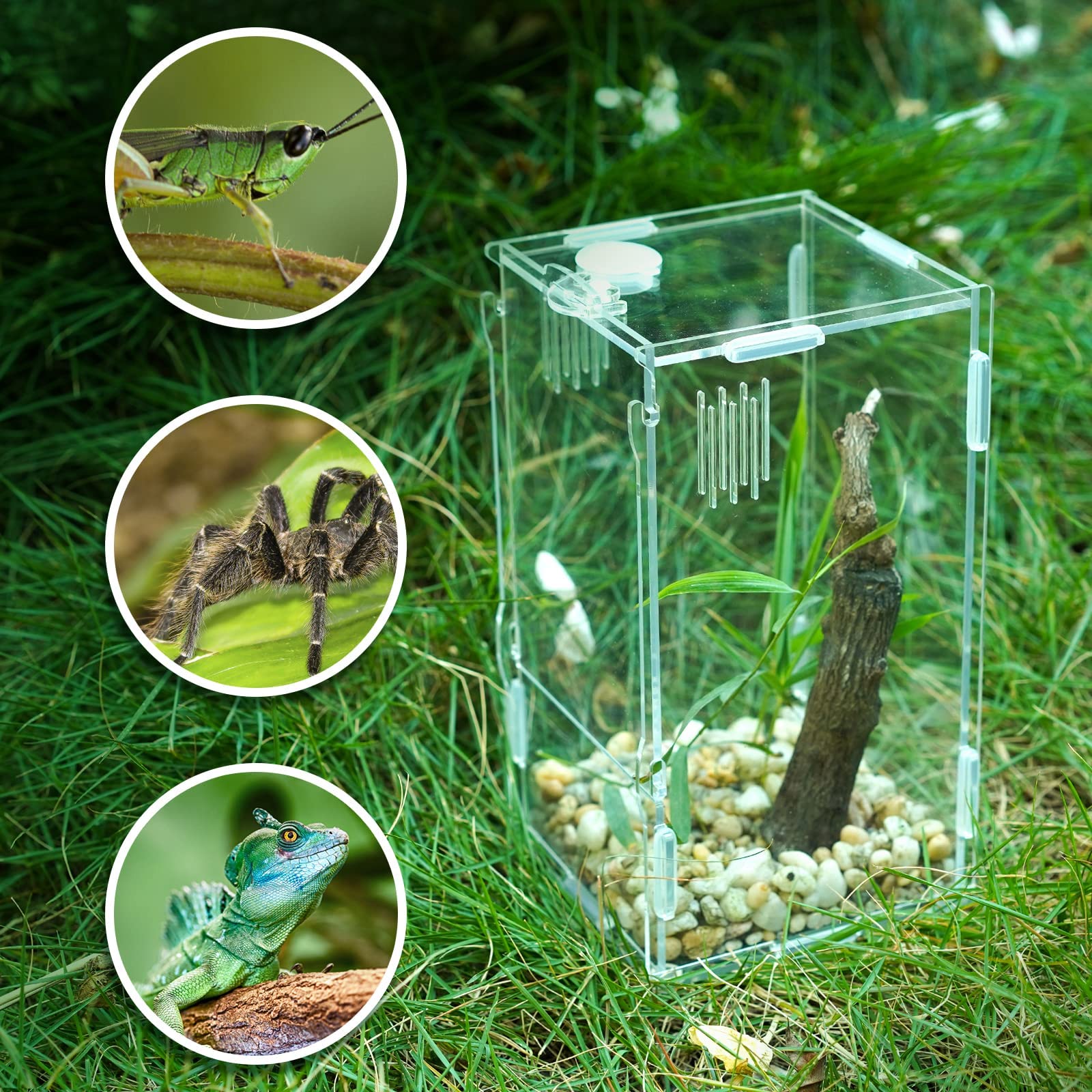 Mua BETAZOOER Acrylic Mini Reptile Tank Habitat Transparent Terrariums ...