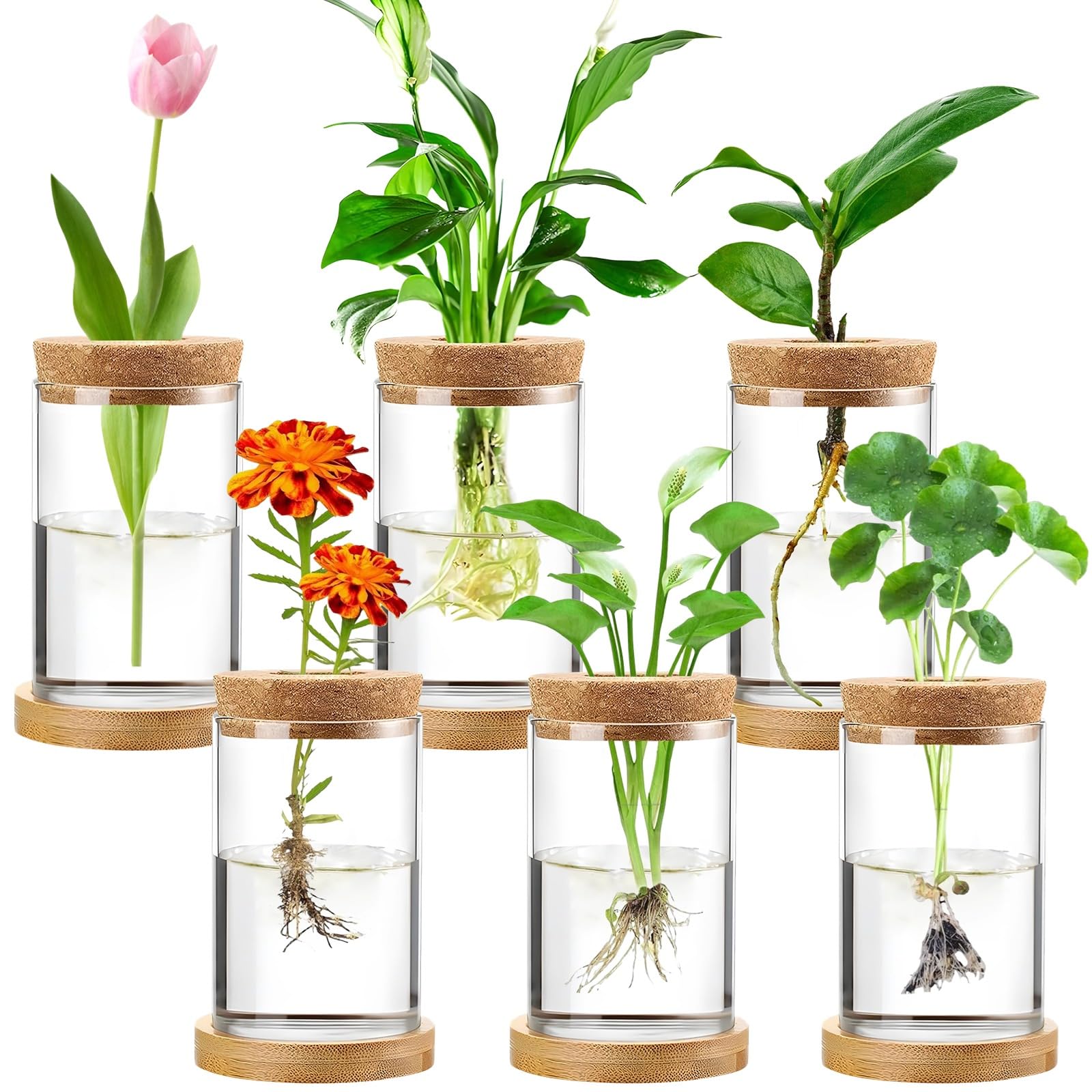 6 PCS Plant Propagation Terrarium, Desktop Glass Planter Station, Glass ...