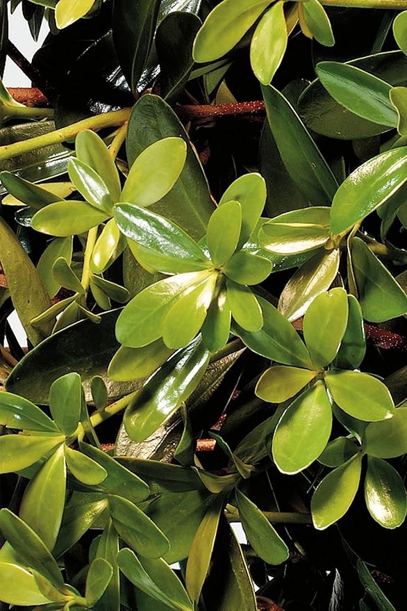 Amazon.com : Southern Living Leann Cleyera (Ornamental, Landscape, Bush ...