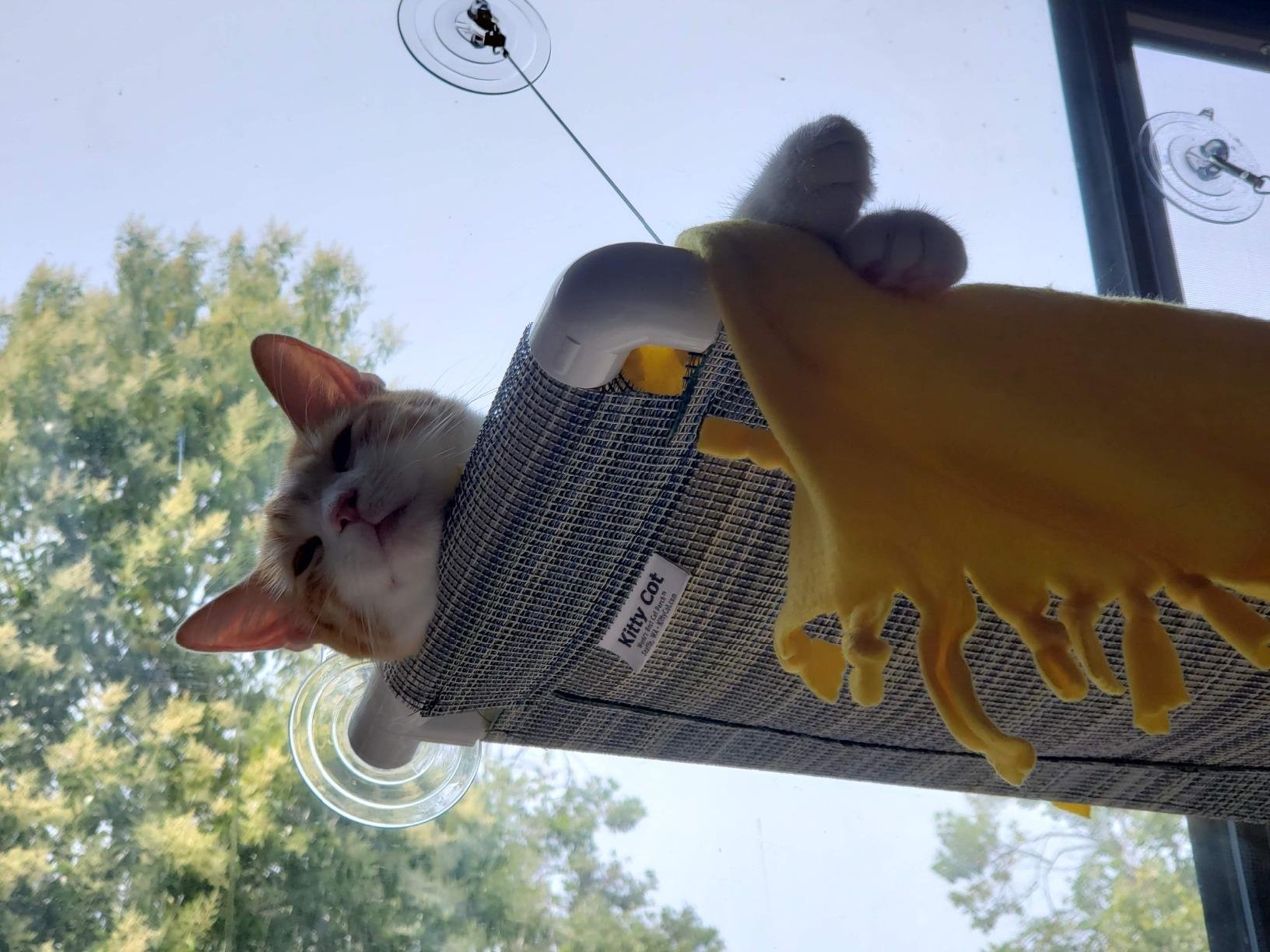 Pictures – Kitty Cot Original™