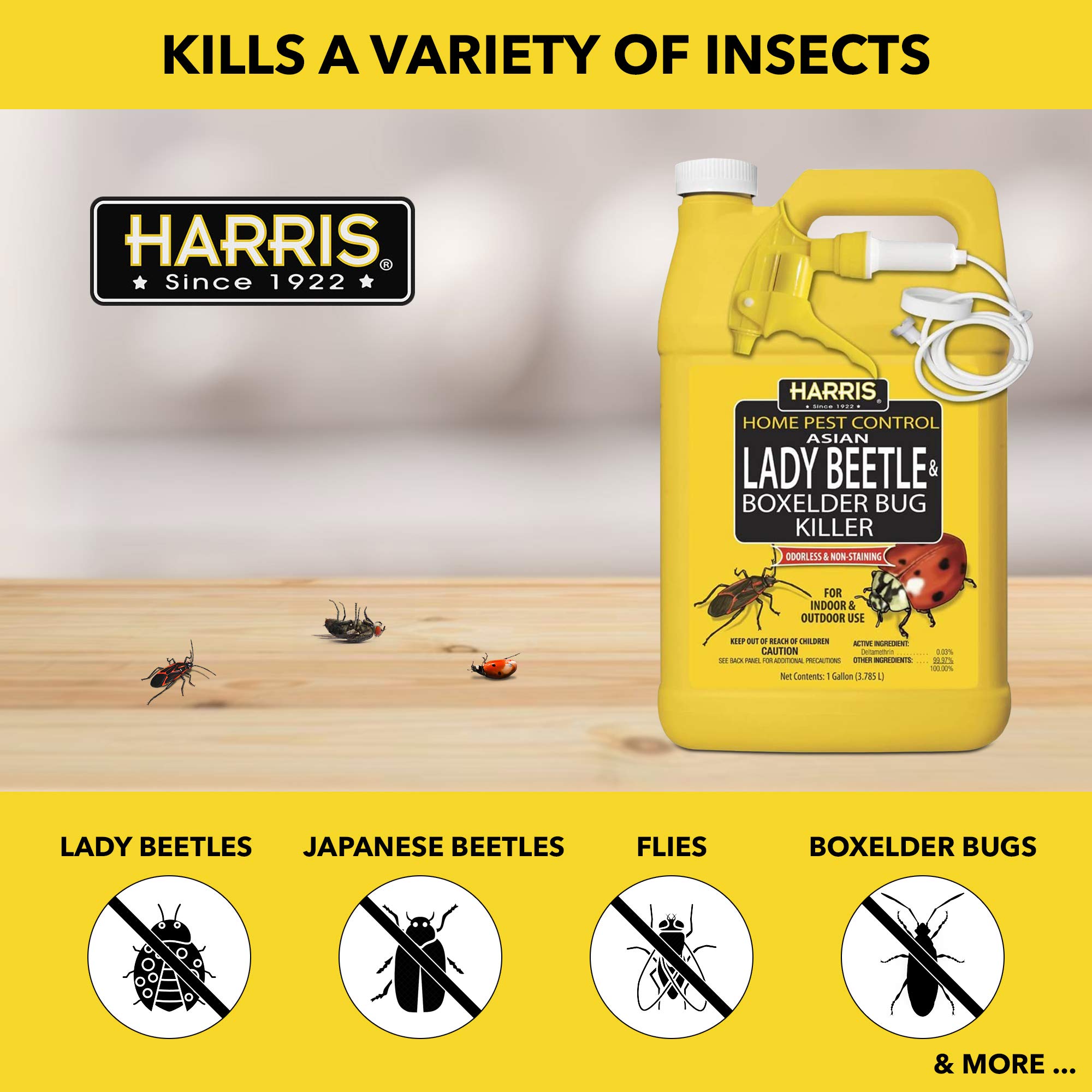 Mua Harris Asian Lady Beetle, Japanese Beetle, and Box Elder Killer ...