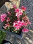 1 X Azalea 'Geisha Pink' Japanese Evergreen Shrub Hardy Plant in Pot ...