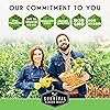 Japanese Hulless Popcorn Seeds for Planting - Grow Heirloom Popping ...