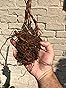 Amazon.com : 3 Heritage everbearing red raspberry plants (3 Lrg 2yr ...